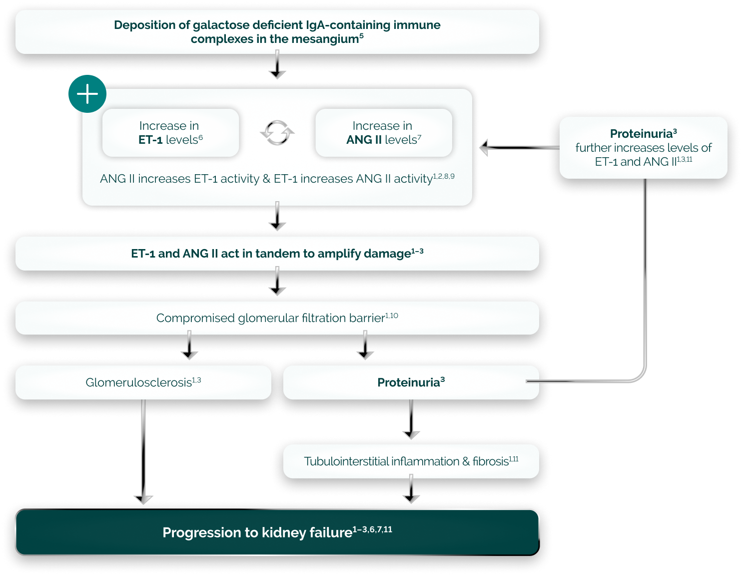 ET-1 & ANG II in IgA nephropathy disease progression